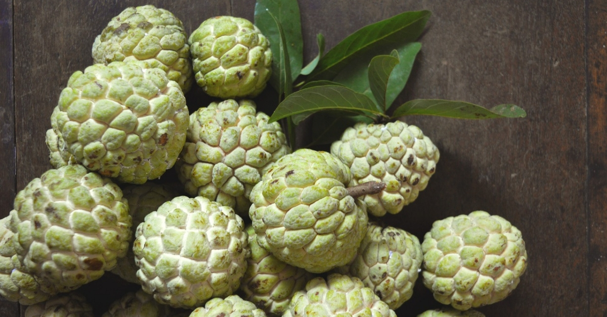 Como plantar fruta-do-conde em casa