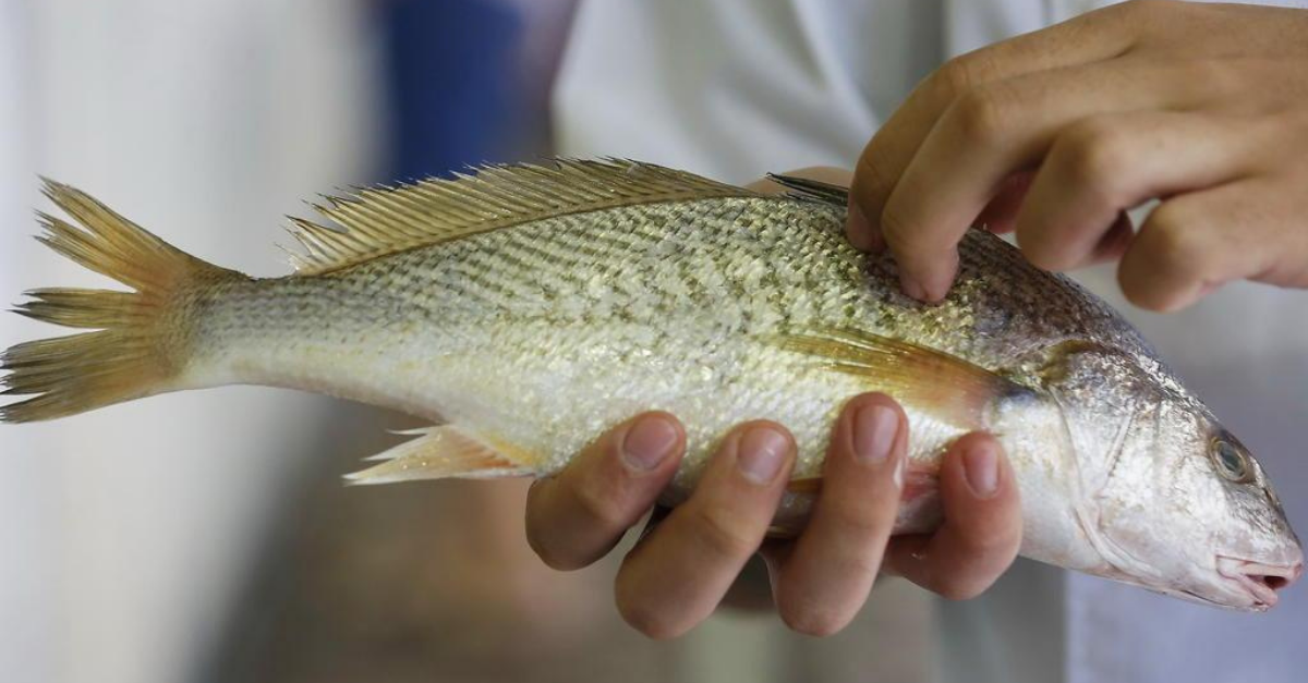 Como conservar peixe fresco do jeito certo