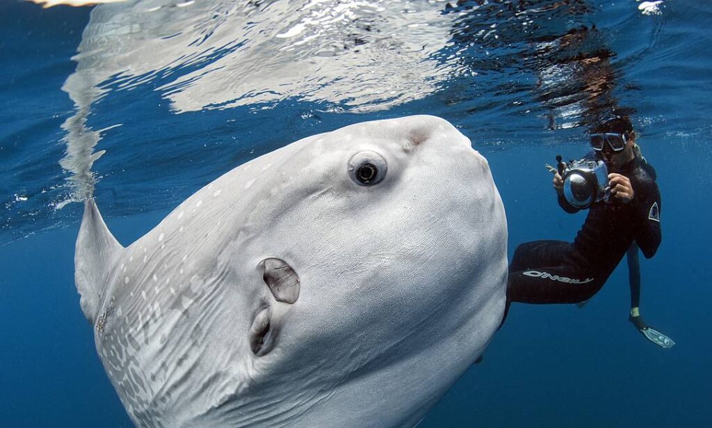 10 Curiosidades sobre a vida marinha