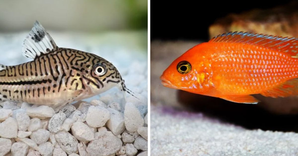 Estes são 6 dos melhores peixes para aquário pequeno