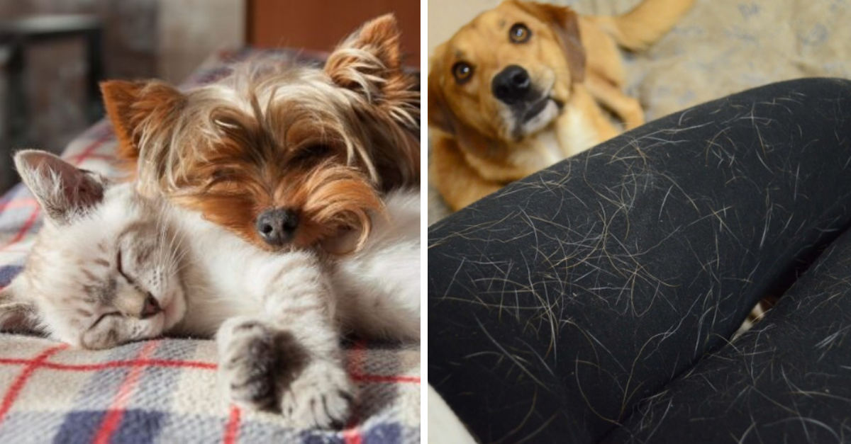 5 Dicas para diminuir queda de pelo de animais