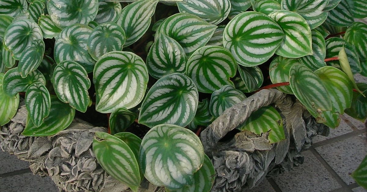 Peperômia melancia: veja como cuidar dessa planta linda e perfeita para ...