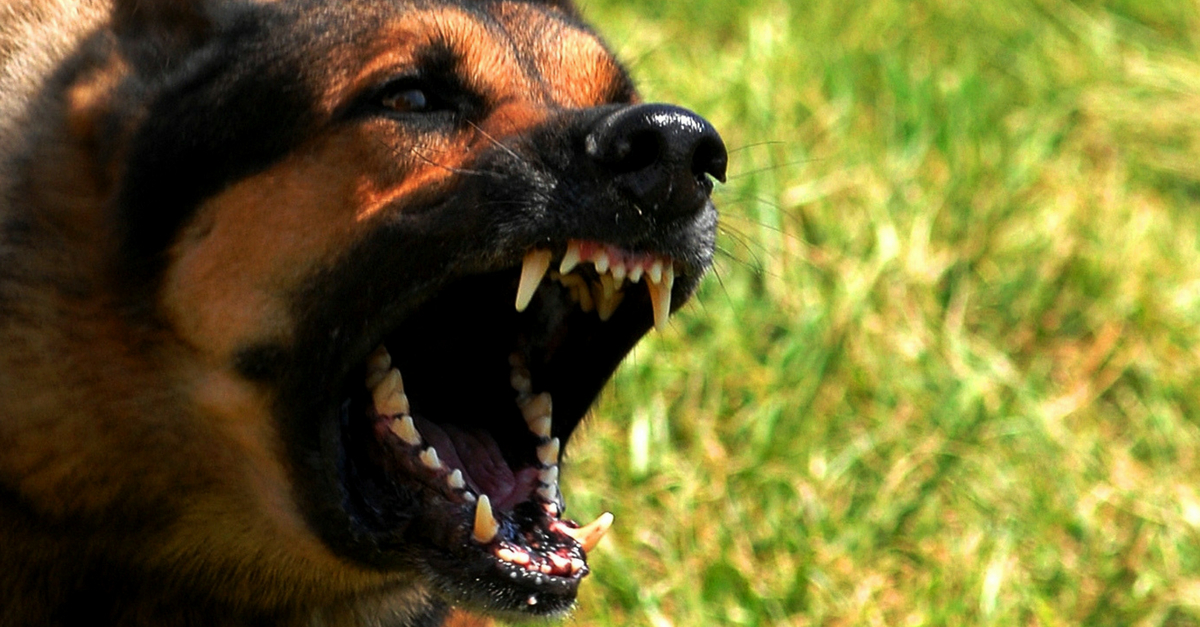O que é, sintomas e tratamento da raiva canina
