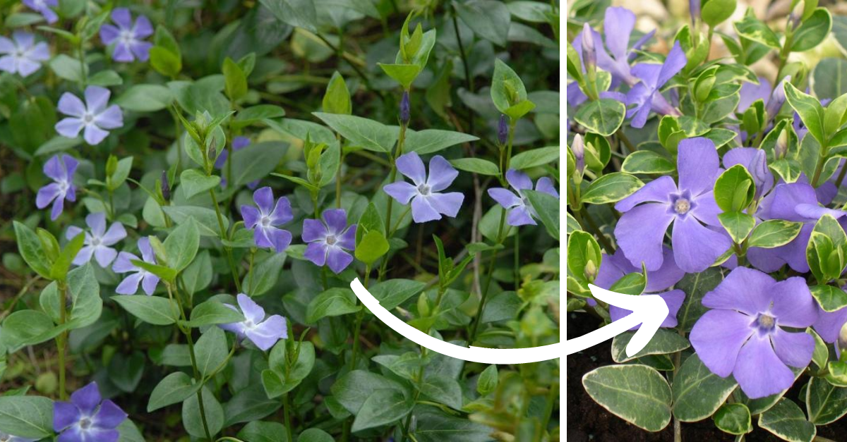 Aprenda a cultivar a planta pervinca