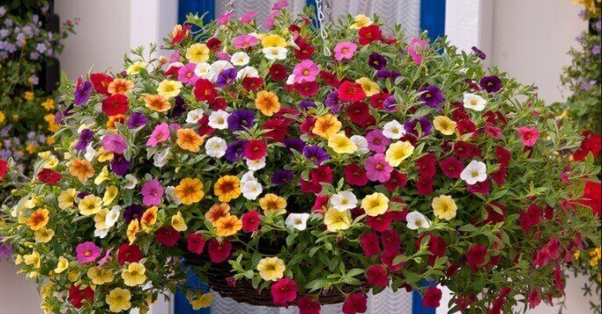 Petúnia: saiba como cultivar essa planta delicada e colorida