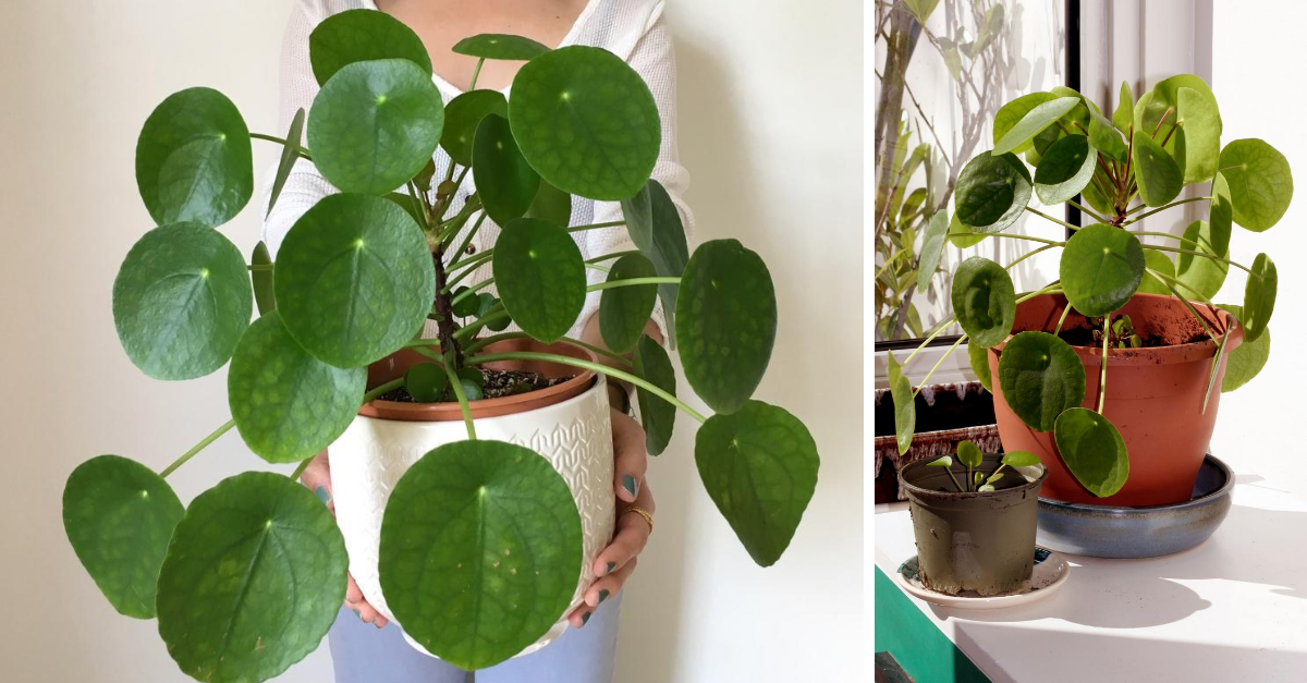 Pilea: veja as dicas de cultivo dessa linda plantinha