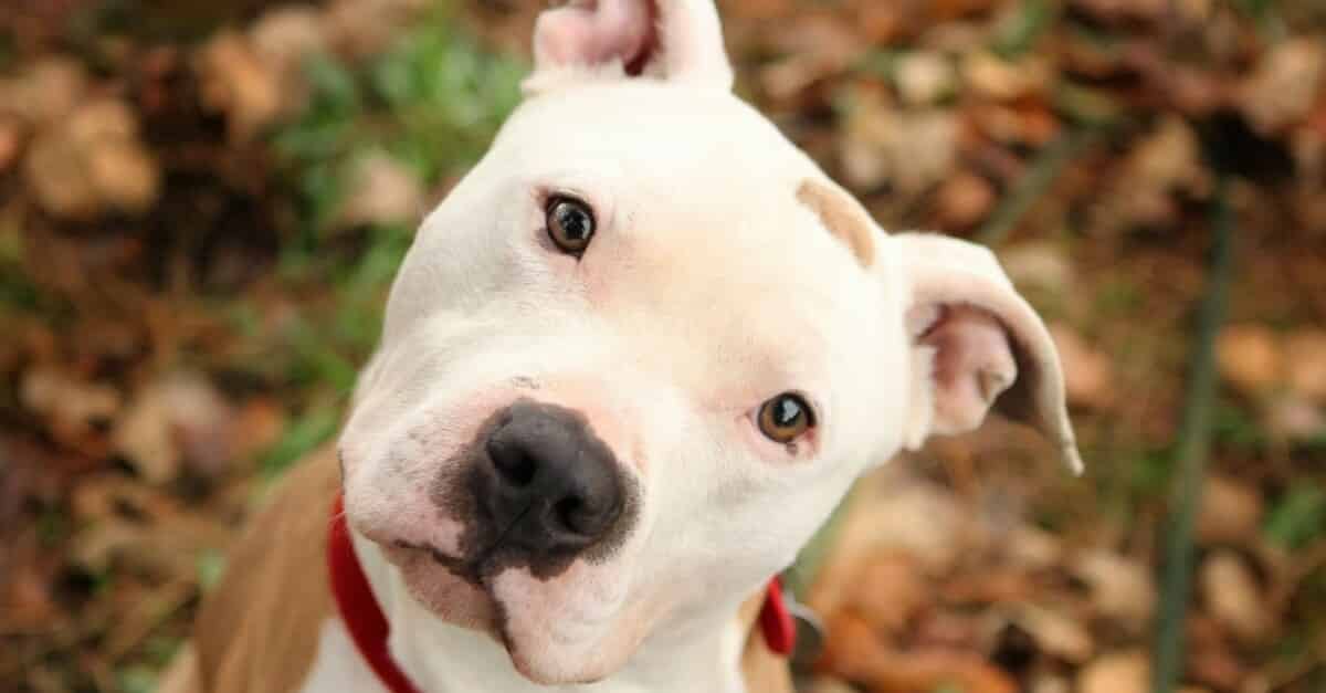 14 fotos que mostram o lado carinhoso e divertido dos pit bulls