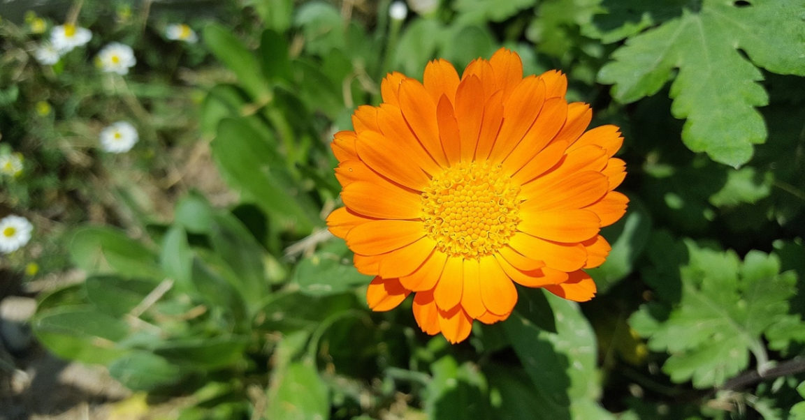 O que é e para que serve a calêndula?