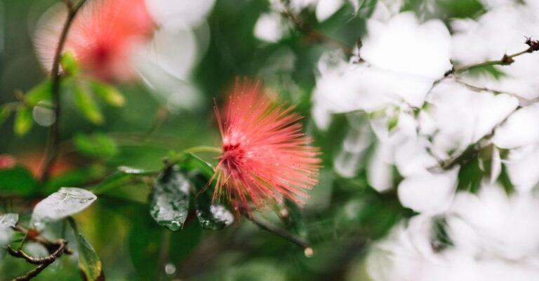 Caliandra: veja todas as dicas de cultivo dessa flor diferente