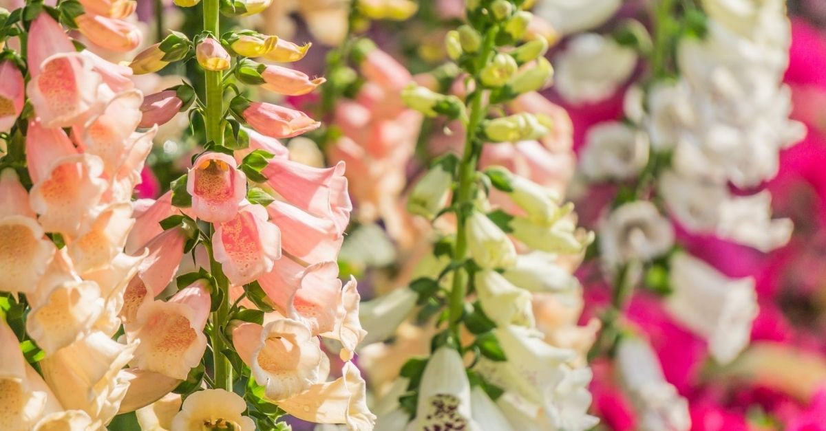 Dedaleira: conheça mais sobre essa planta medicinal e ornamental