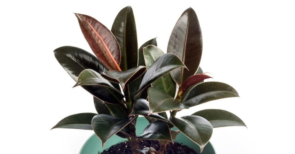 Ficus elastica: saiba como cultivar essa planta dentro de casa