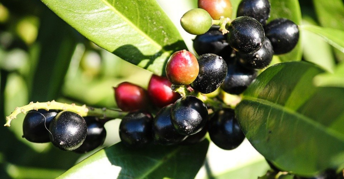Diferença entre planta macho e fêmea realmente existe?