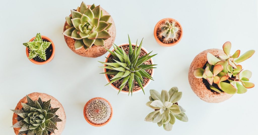 Como saber e o que fazer se ver uma planta morrendo em seu jardim