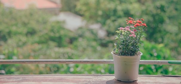 Como saber e o que fazer se ver uma planta morrendo em seu jardim