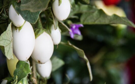 Conhece a planta-ovo? Veja suas características e como cultivar