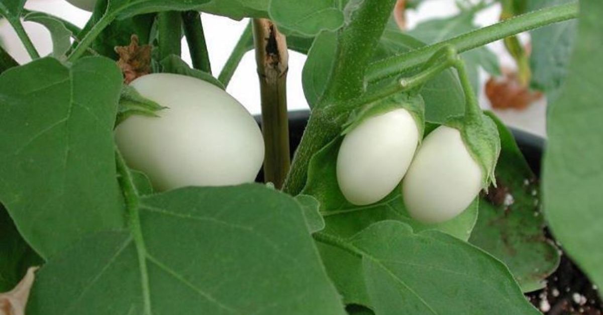 Dicas Sobre Jardinagem
