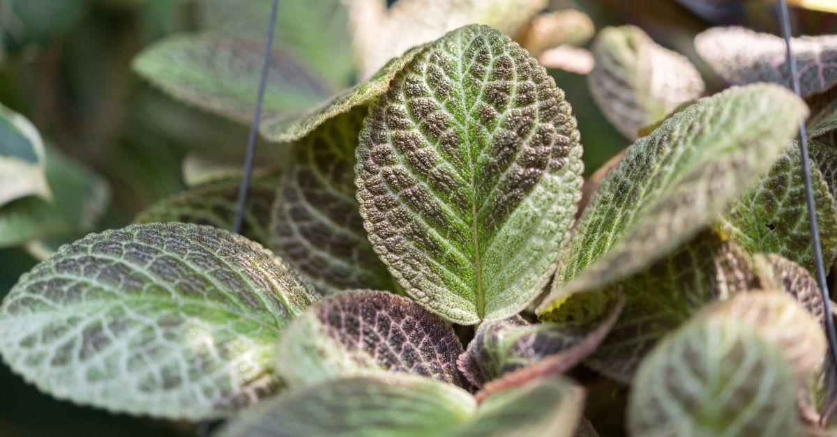 Planta-tapete: veja como cuidar dessa linda verdinha brasileira