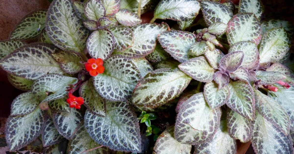 Planta-tapete: veja como cuidar dessa linda verdinha brasileira