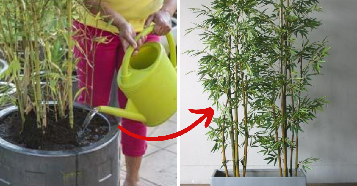 Como plantar bambu para cultura no campo e em vaso