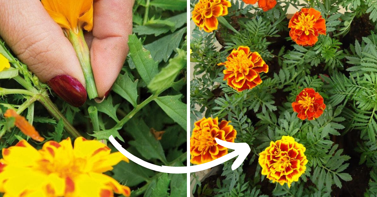 6 Dicas para ajudar a florescer cravos