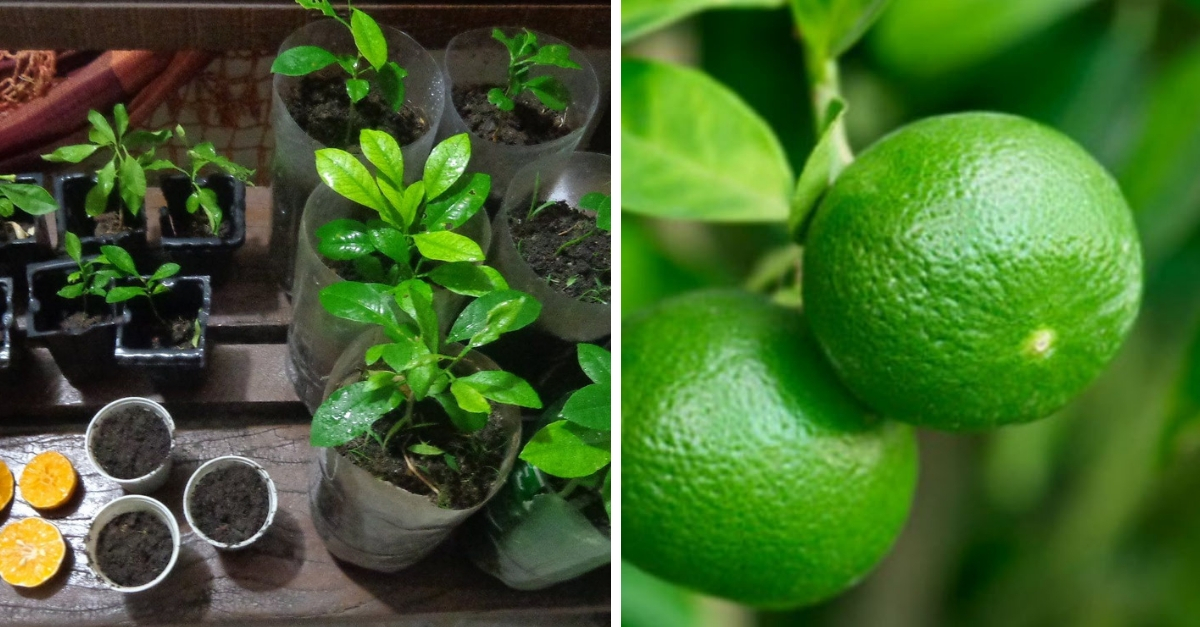 Como plantar limão passo a passo