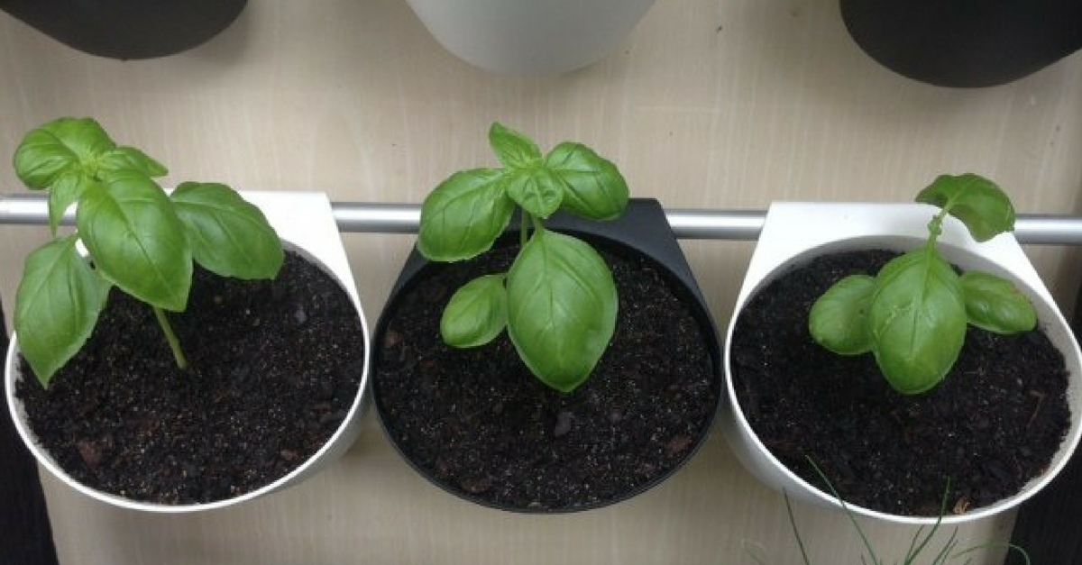 Como plantar manjericão em casa para usar em chás e alimentos