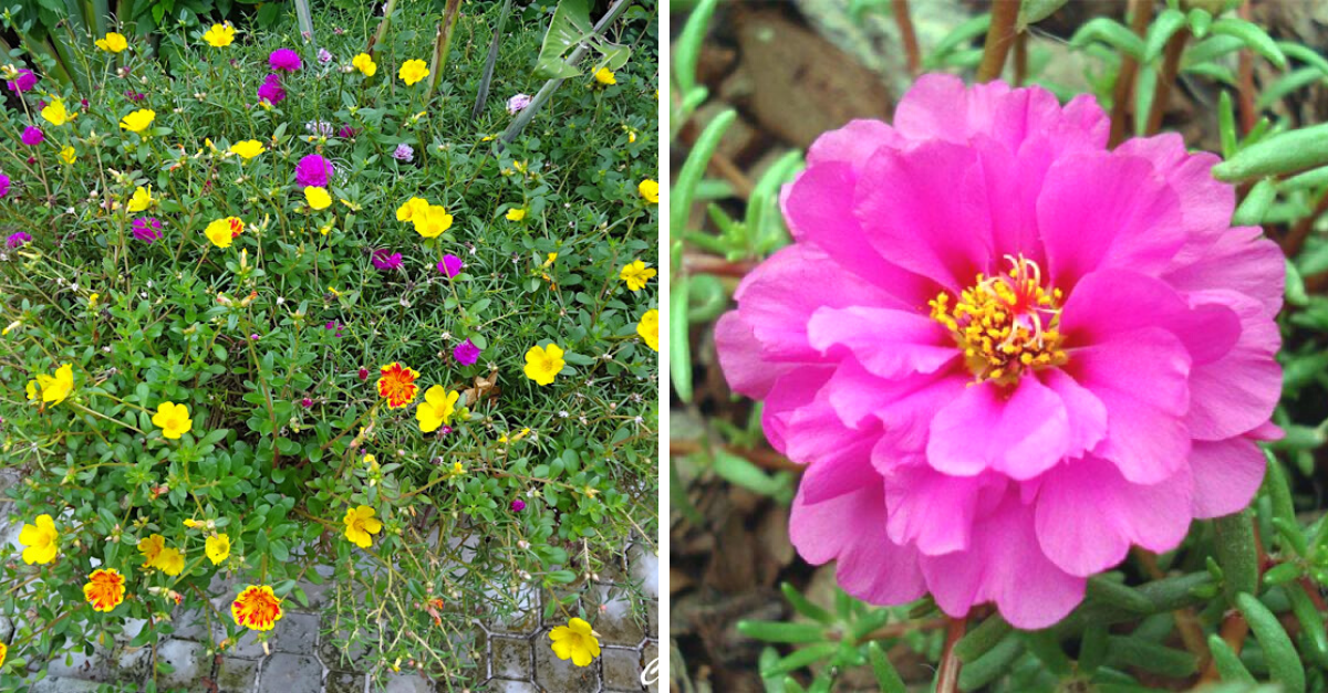 Flor onze-horas: aprenda como plantar e cuidar dessa planta