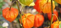 Fruta physalis: conheça os benefícios e como comer