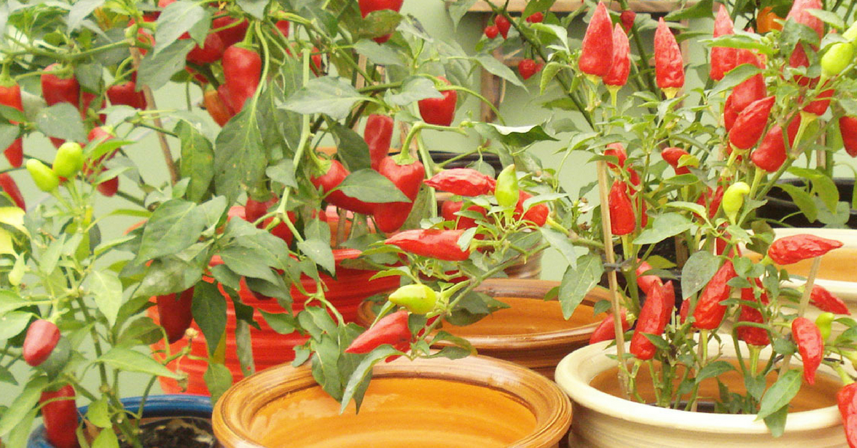 Como plantar pimenta em casa: passo a passo detalhado