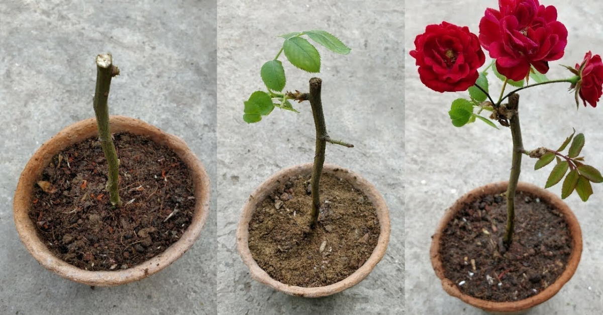 Como plantar rosas no jardim e em vasos
