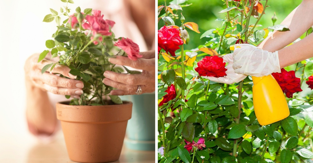 Como plantar rosas no jardim e em vasos