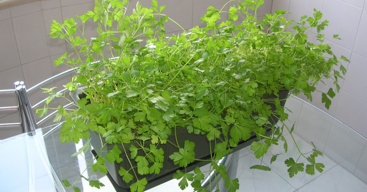 Como plantar salsa para ter tempero fresco em casa