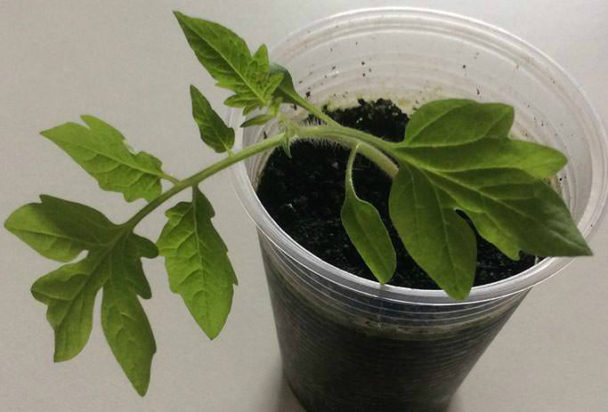 Como plantar tomate em casa