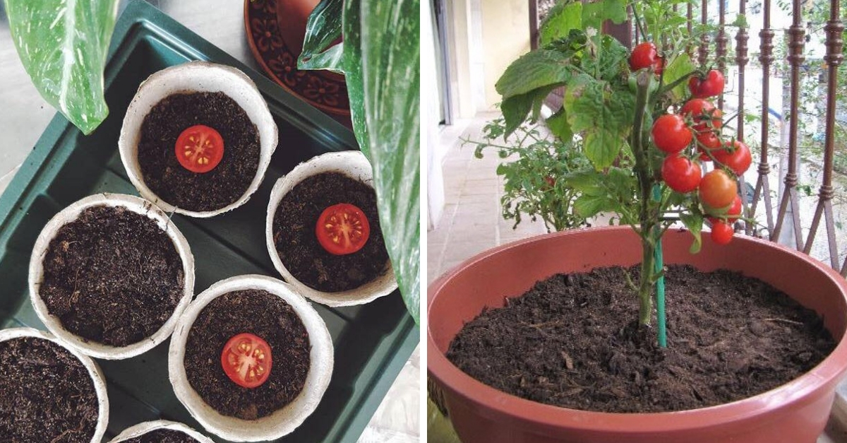Como plantar tomate em casa