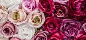 7 Plantas para deixar um cheirinho gostoso na sua casa