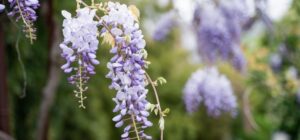 7 Plantas para deixar um cheirinho gostoso na sua casa