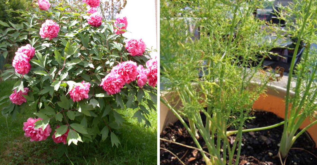 7 Plantas para deixar um cheirinho gostoso na sua casa