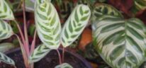 10 Plantas com folhas coloridas para cultivar dentro de casa ou no jardim