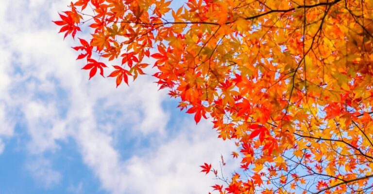 10 Plantas com folhas coloridas para cultivar dentro de casa ou no jardim