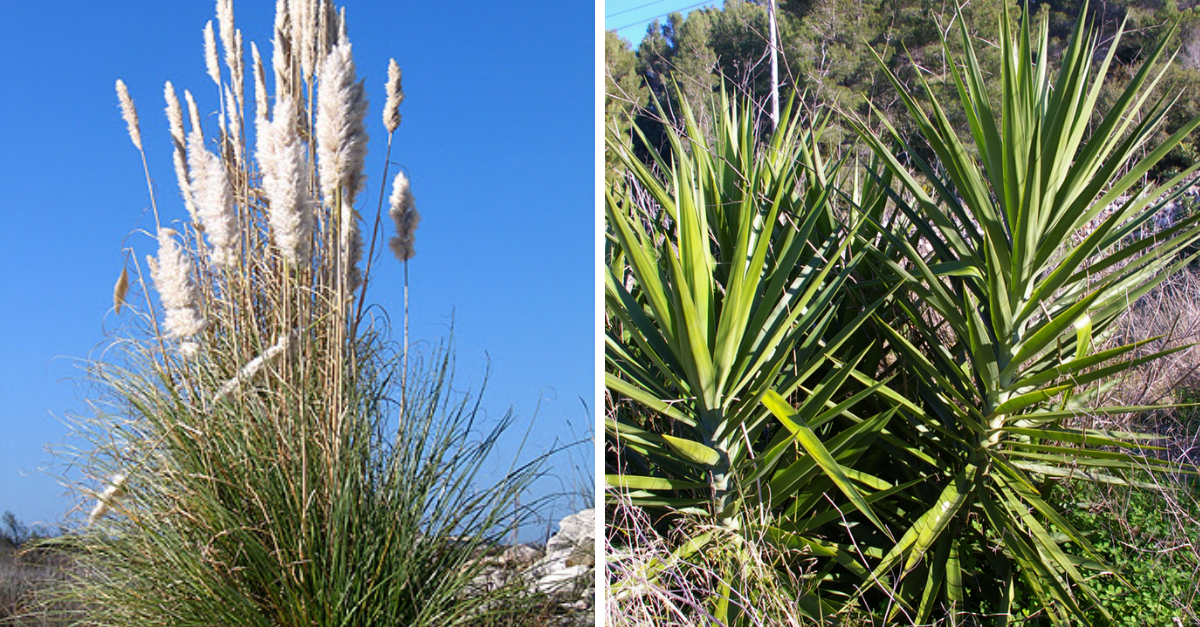 Plantas invasoras afetam a biodiversidade local. Saiba como combatê-las