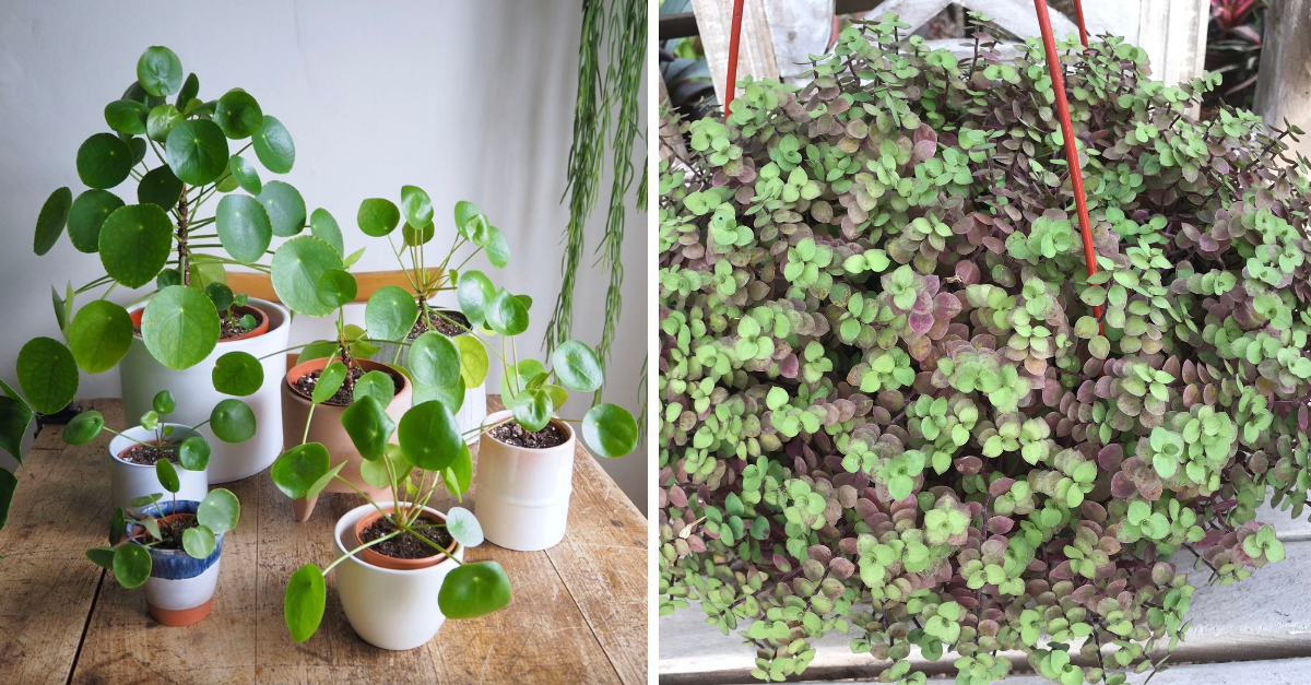 5 Plantas rasteiras para jardim e vasos