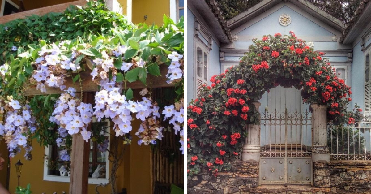 Trepadeira: conheça os tipos e como usá-las na decoração e paisagismo