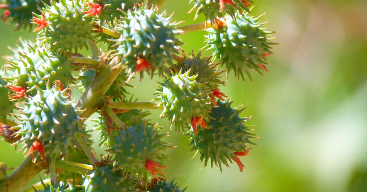 8 Plantas venenosas que você deveria conhecer