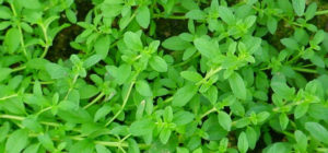 Poejo: para que serve e como fazer chá