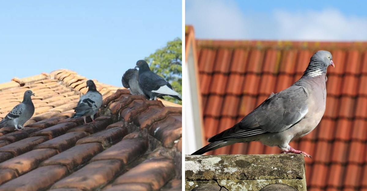 Como afastar os pombos e evitar que façam ninho na casa