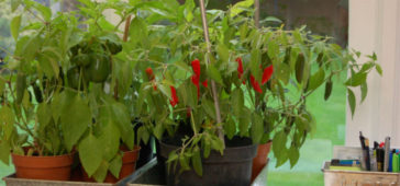 O que fazer para recuperar plantas murchas?