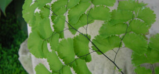 Avenca: veja como cuidar dessa linda samambaia