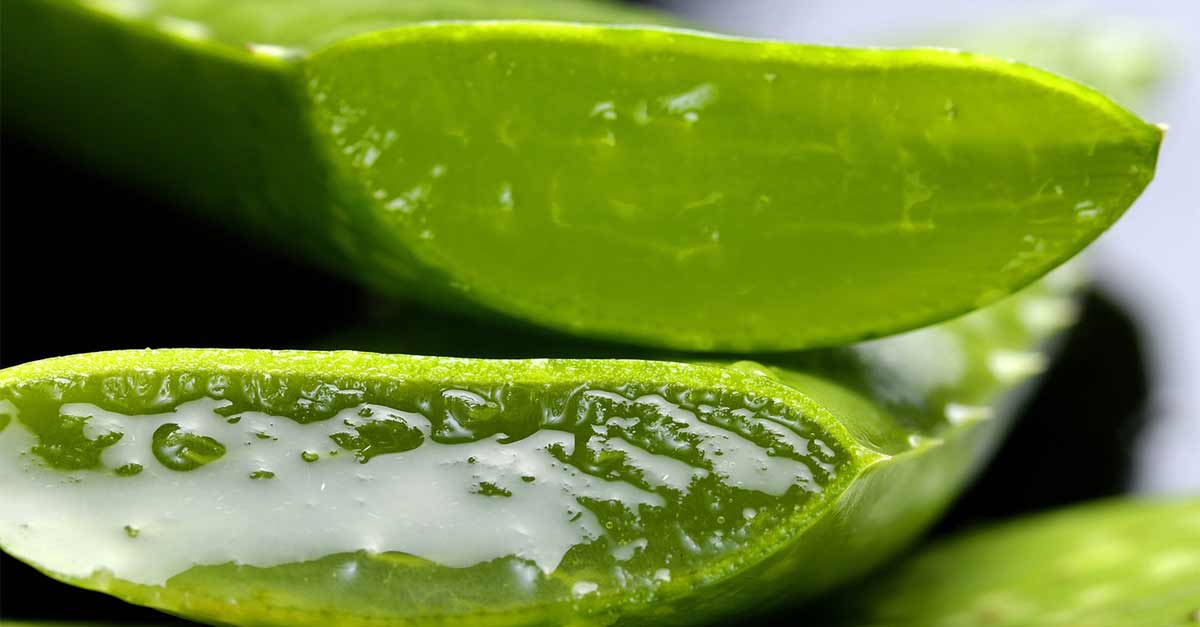 Suco de babosa: receitas e benefícios para o organismo