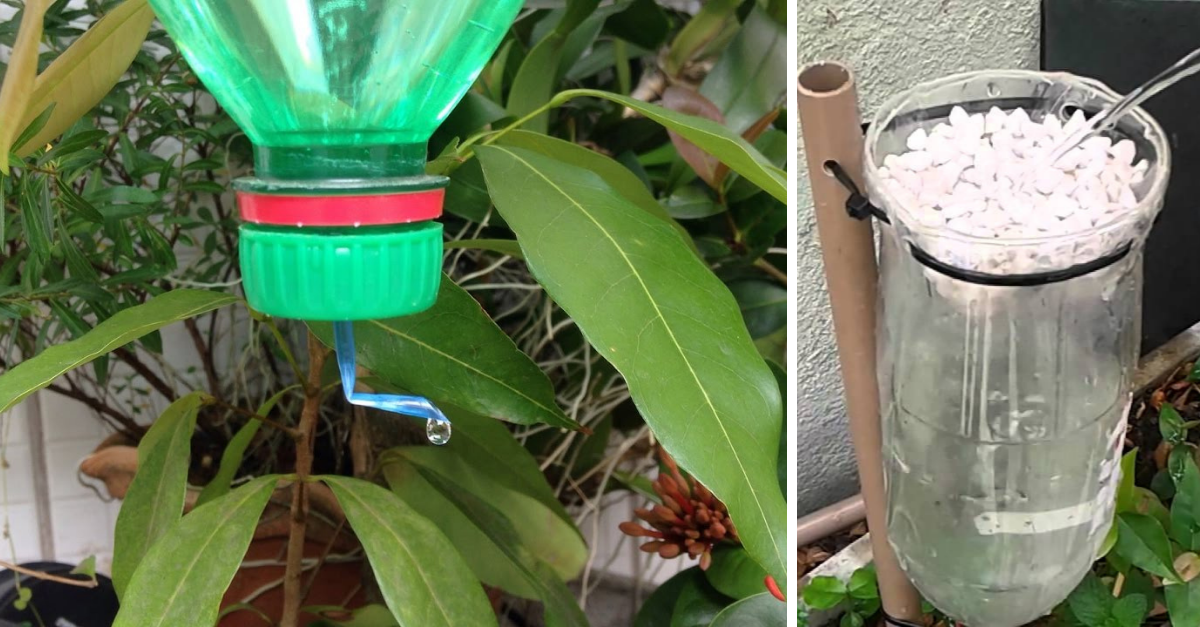 Como fazer rega automática: 5 alternativas para não deixar suas plantas ...