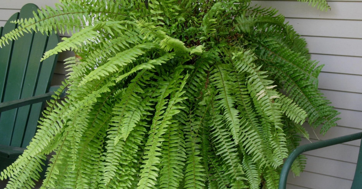 Samambaia: como cuidar e plantar
